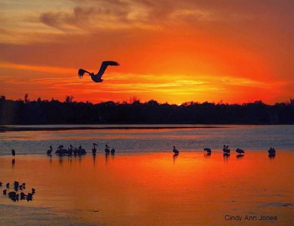 Sanibel Island - Life at the Beach: Kayaking J.N."Ding" Darling ...