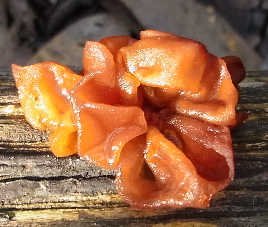 Medlar Comfits: Tree ear fungus