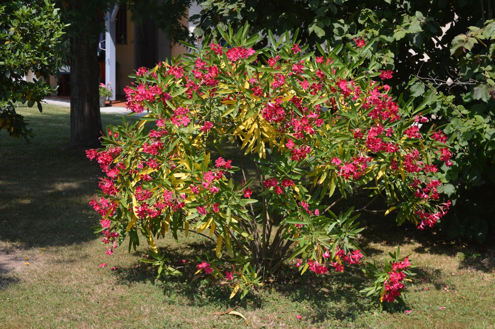 The Golden Age in France: What trees? Part 2