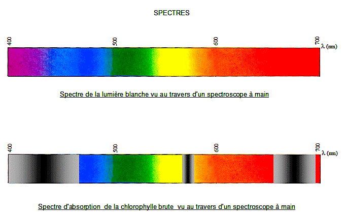 Quoi de neuf en SVT ? par Maître Corydon Muttaburrasaurus: La ...