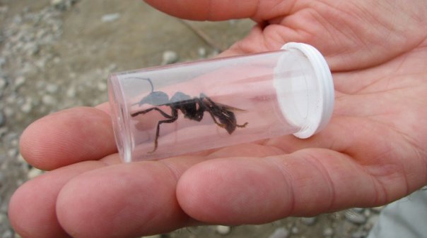 serangga-serangga raksasa | GueajaBlog