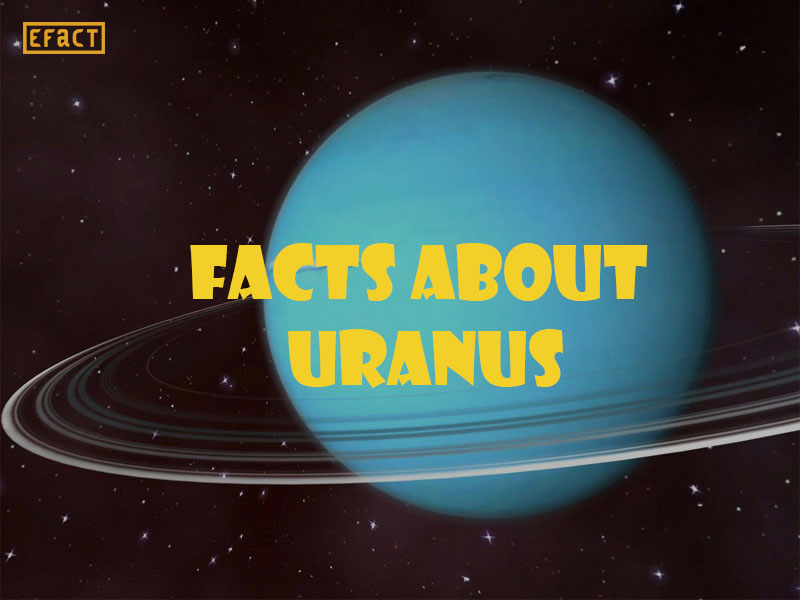 Fun Facts About