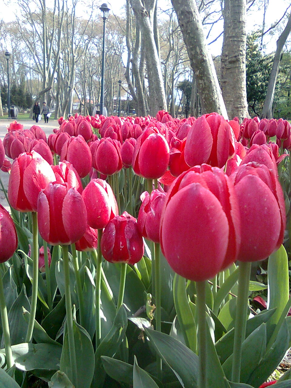 MOH KEMBARA: MUSIM BUNGA DI ISTANBUL...TULIP, TULIP, TULIPPPP!