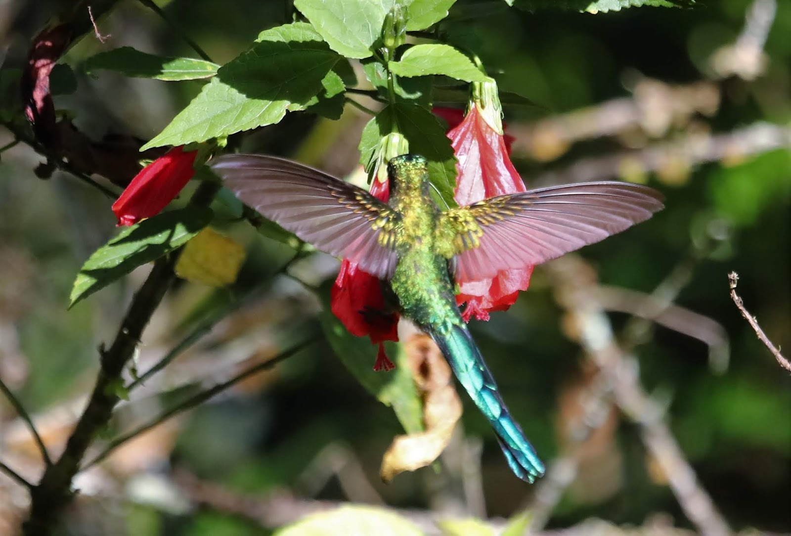 Instantes alados Perú y Ecuador 2018: colibrí verde de cola larga