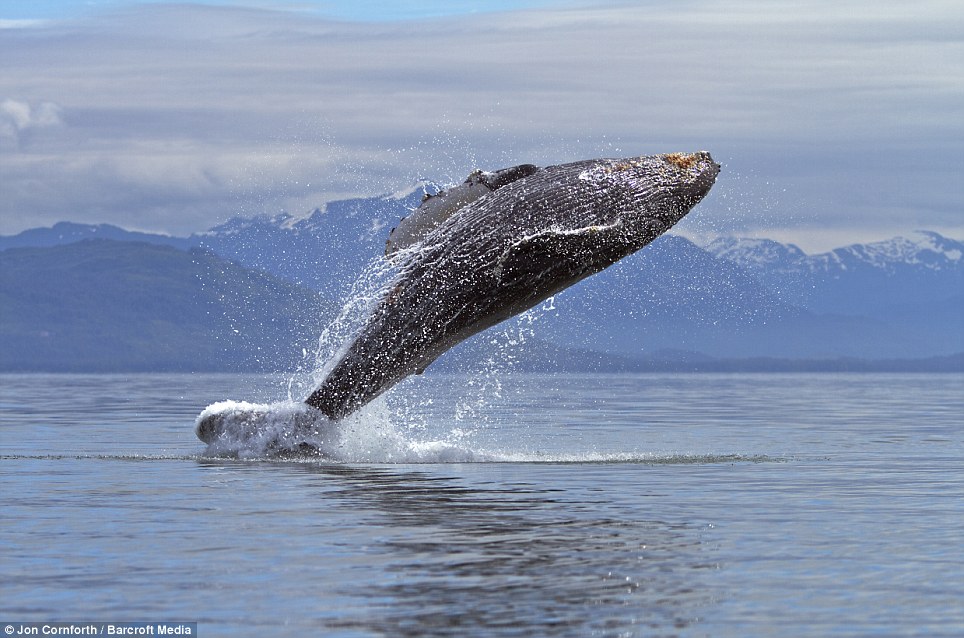 The World In Pictures: Jumping for joy! Humpback whales breach off the ...