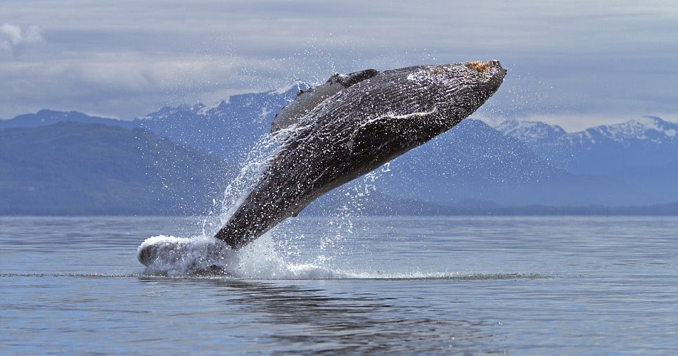 CAPTAIN TAREK DREAM: Jumping for joy! Humpback whales breach off the ...