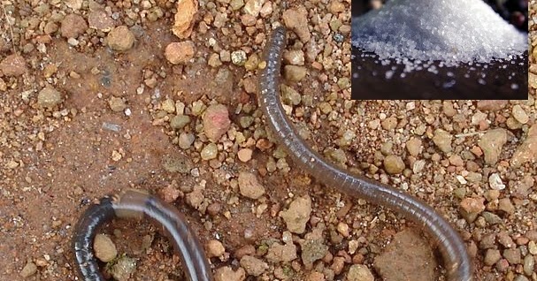 Why do earthworms die when salt is sprinkled on them? - My Q/A Corner