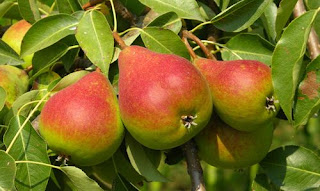 More Than Today: Pioneer Preserving Recipes