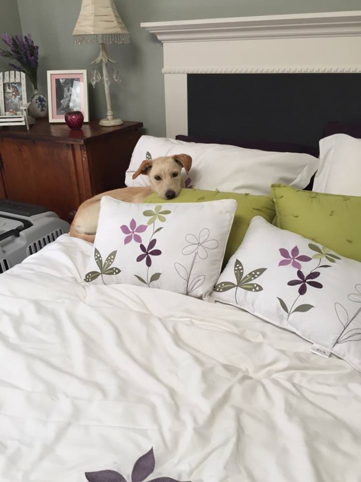 Pound Dogs Toronto Animal Services - dog adoption - animal shelter