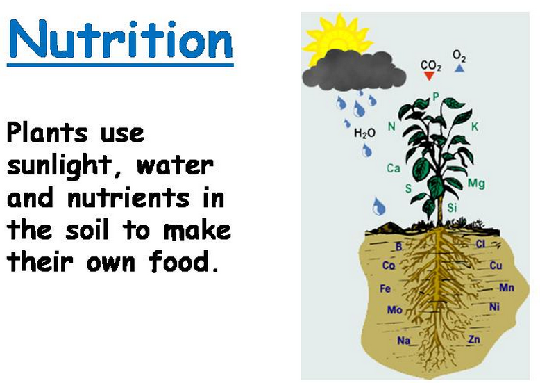 Science and Physical Education: Unit 1: Living Things