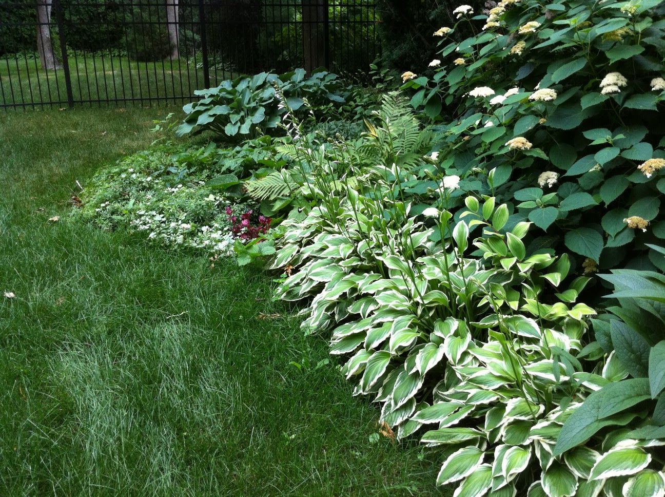 Teresa's Garden Song: I LOVE Hostas! - Perfect Shade Garden Perennial