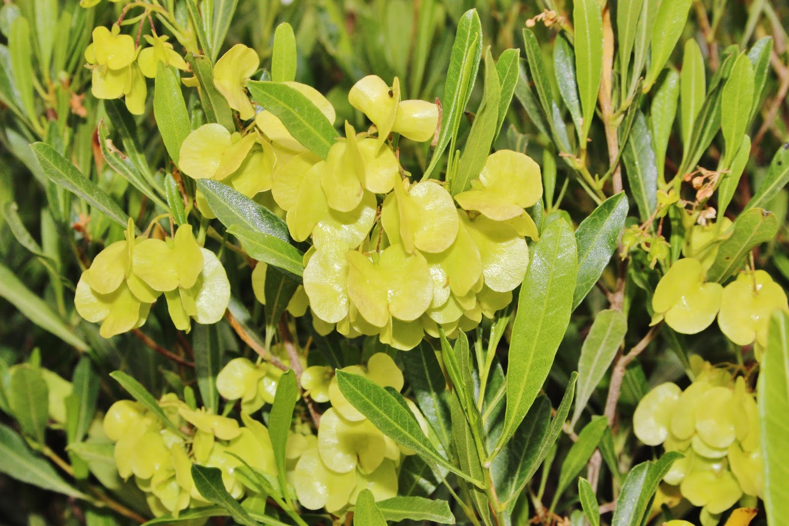 Biodiversity of Cyprus by NGO Protection of the Natural Heritage and ...