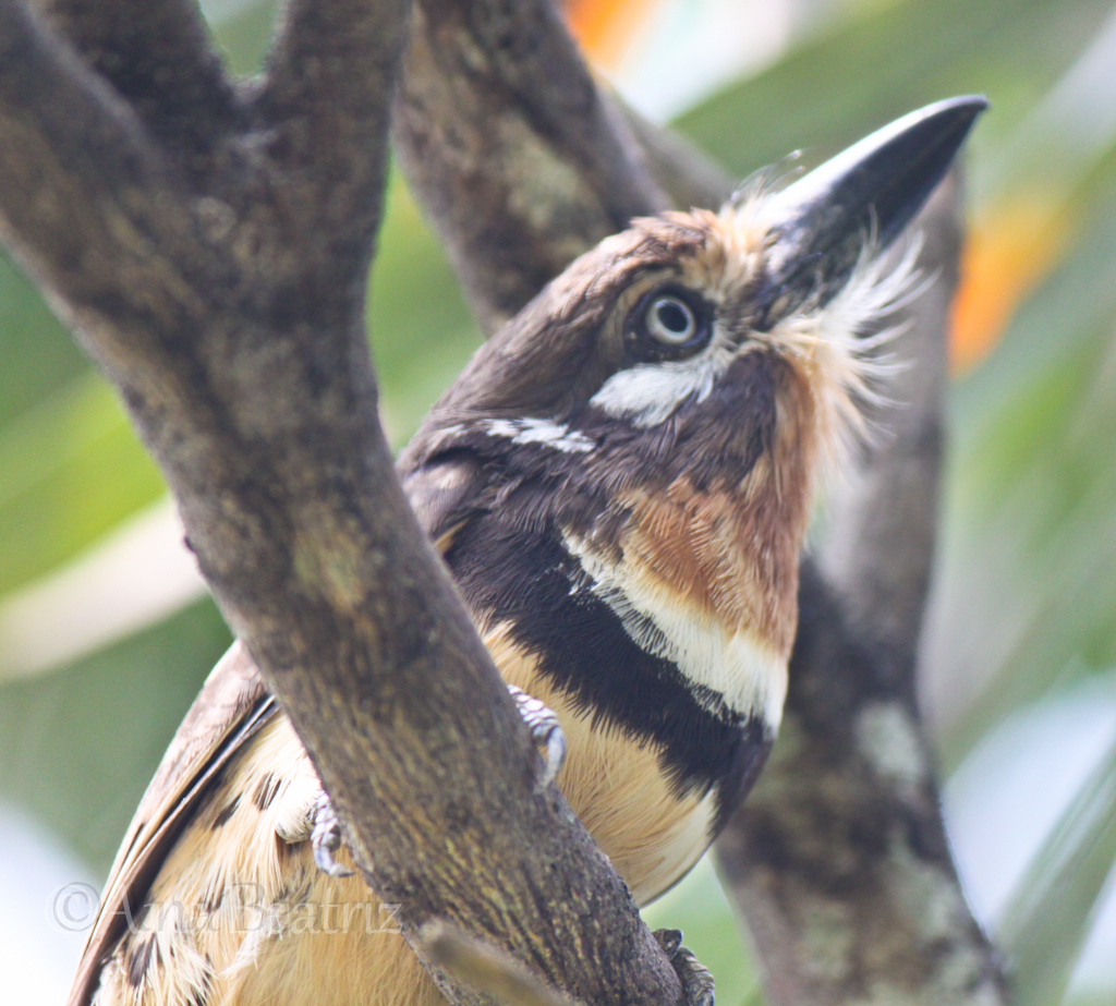 Aventura fotográfica: Bobito punteado, Coludo, Tol o Buco bobito ...
