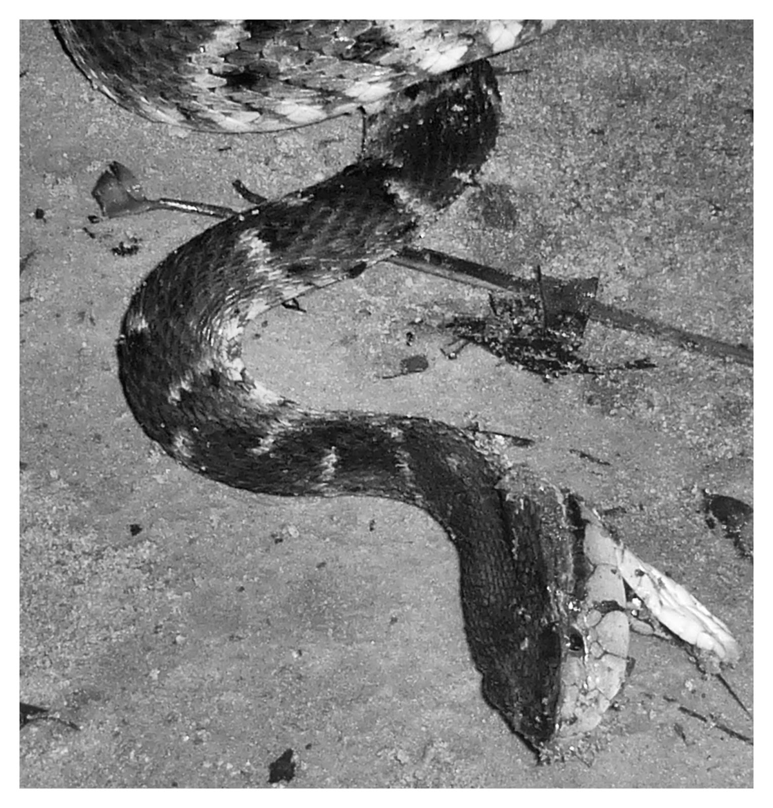 The Traveler... l âme du voyage