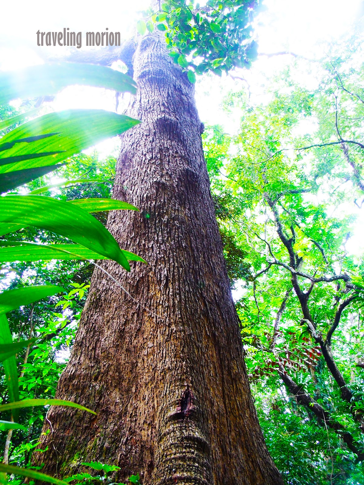 Traveling Morion | Travel + Photography: Travel Diaries| Jose Rizal and ...