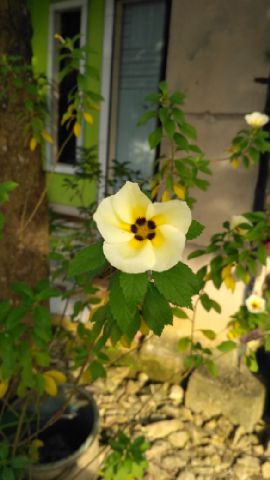 Paling Bagus 10+ Gambar Bunga Jam Sembilan - Gambar Bunga Indah