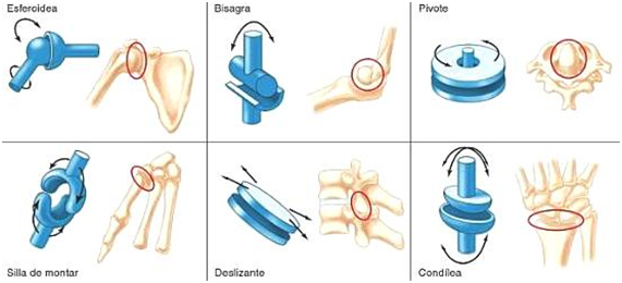Anatomía General - UDO Bolívar: Sistema Articular