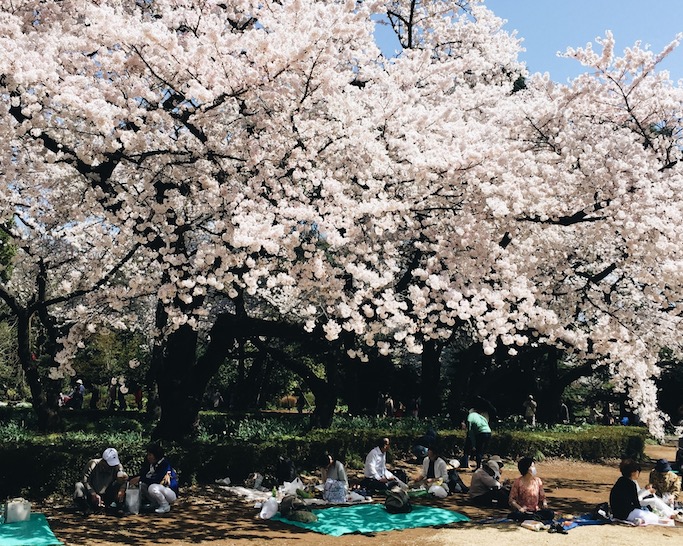 Anagon: Shinjuku + My First Hanami