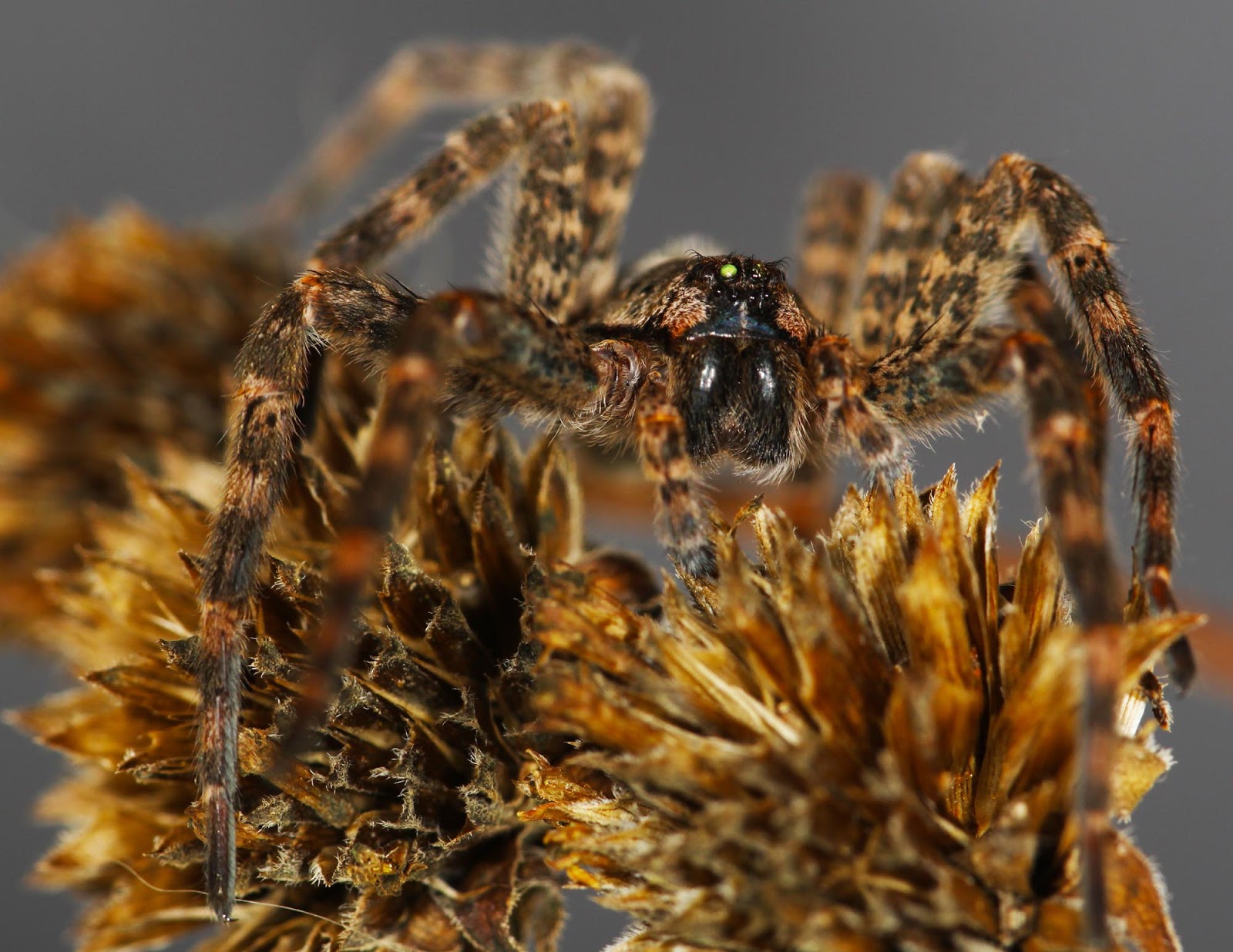 All of Nature: Nursery Web Spider at Springbrook