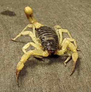 BELAJAR TERUS BIOLOGI: ARTHROPODA