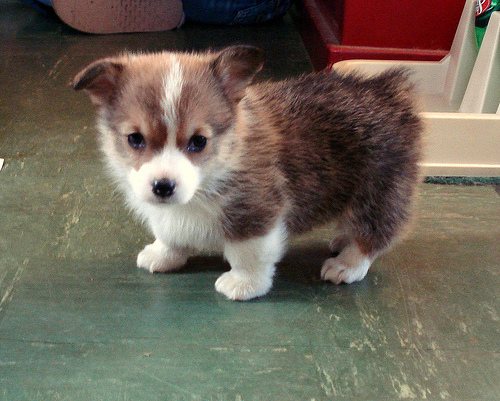 BLOG OF CUTE PUPPIES PICTURES