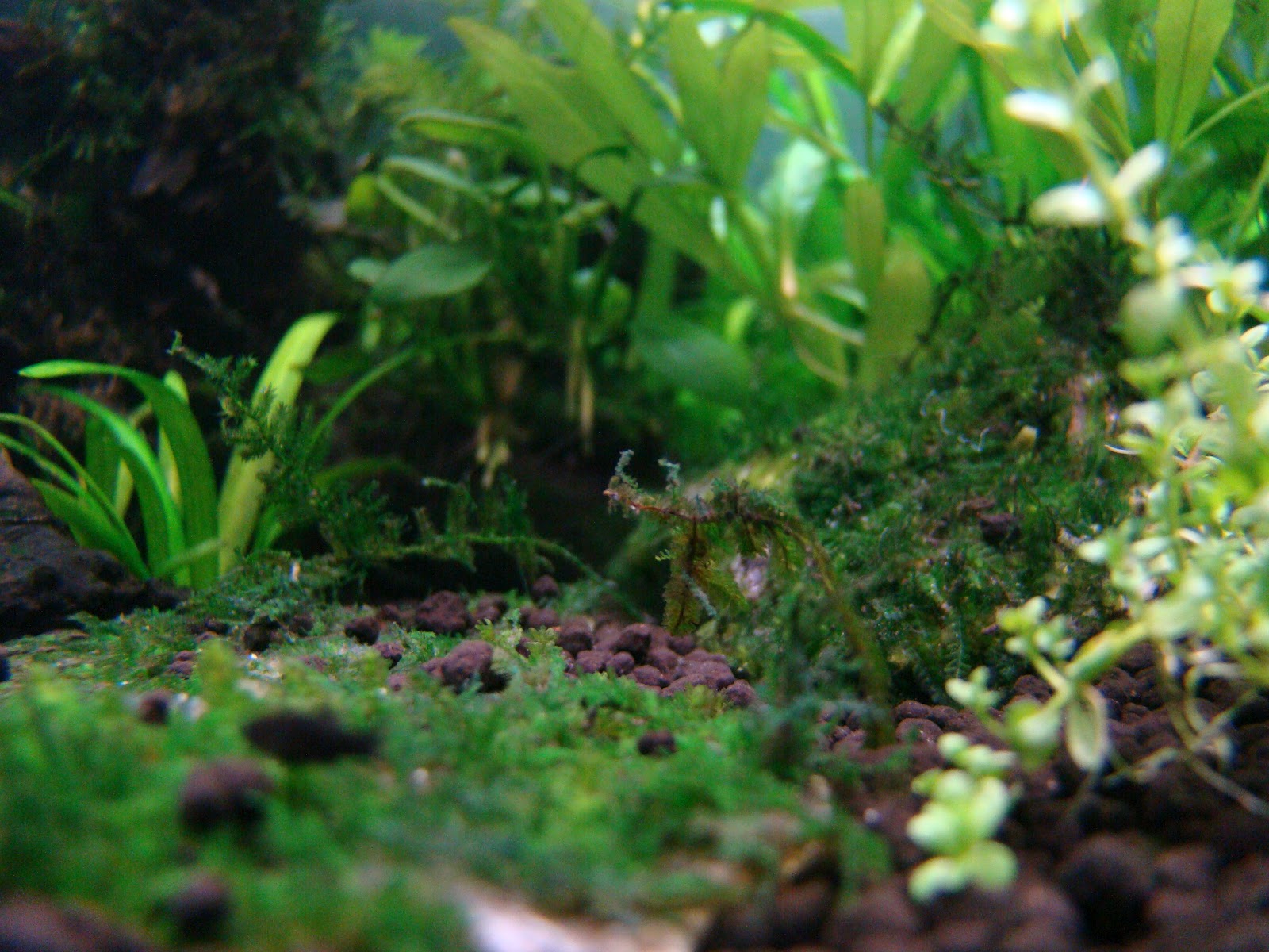 AquaBie: Introduction to Flora & Fauna in Golden Shine Tank