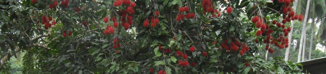 MY TRIPS: Malwana Rambutan in Tree