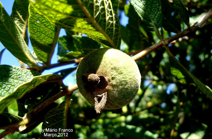 Meu Cantinho Verde: SETE-CAPOTES - ( Campomanesia guazumaefolia )