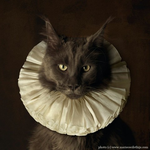 Content in a Cottage: Cats Wearing White Collars (Ruffs)