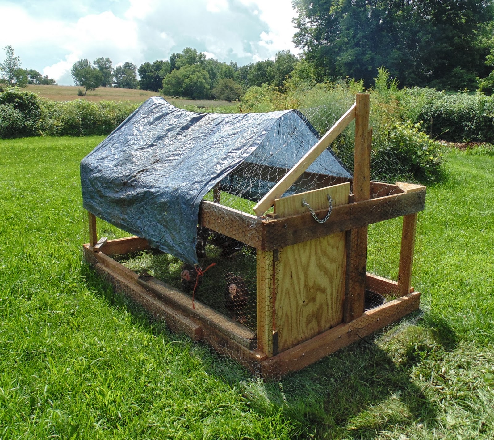 BuckinJunction: Turkey Tractor