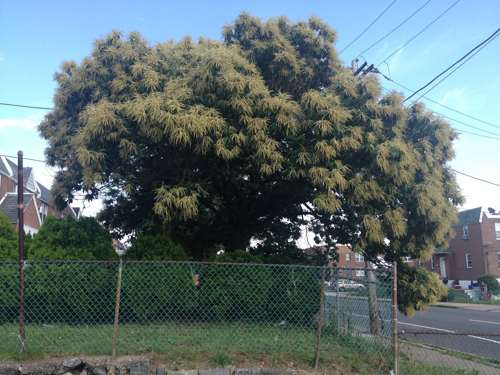 PHILLY TREES: Notable Trees List