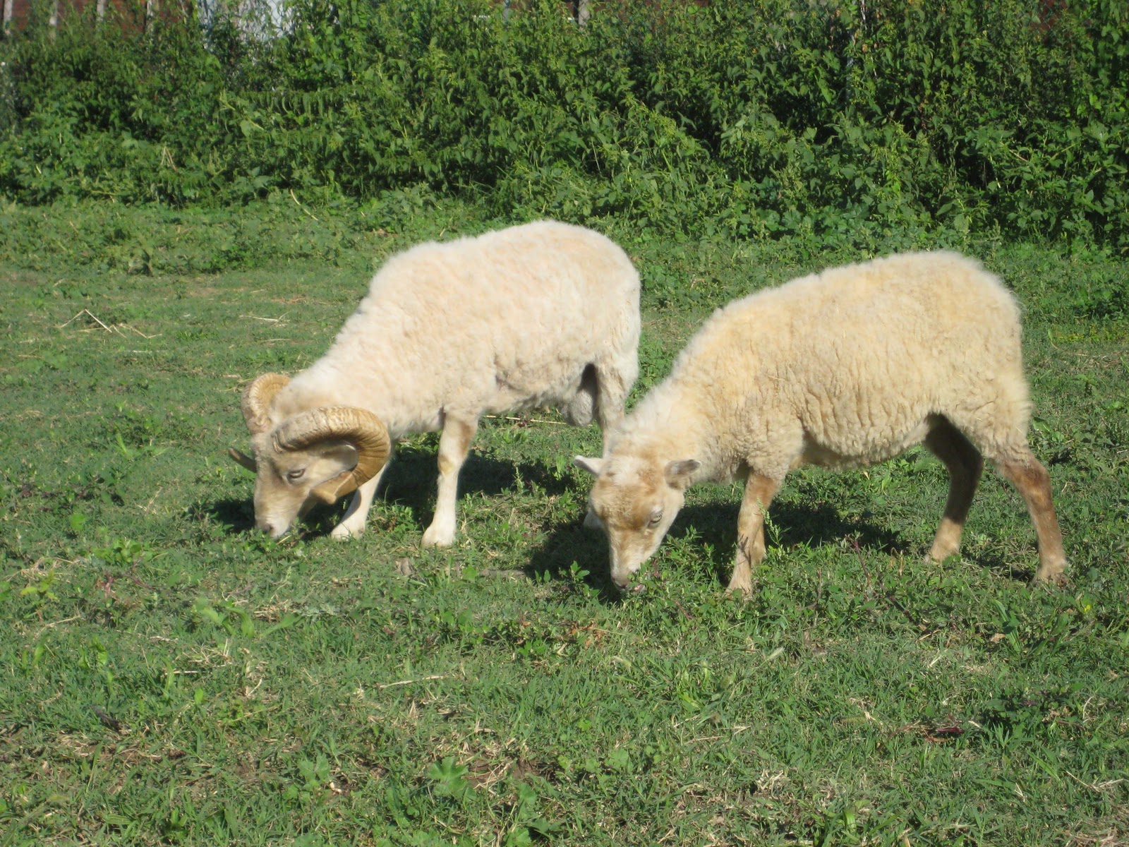 Allevamento da Gianté: Pecore e Capre