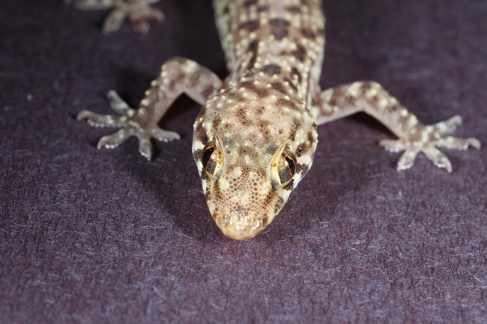 JaredDavidsonPhotography: Macro pictures of a Mediterranean Gecko ...