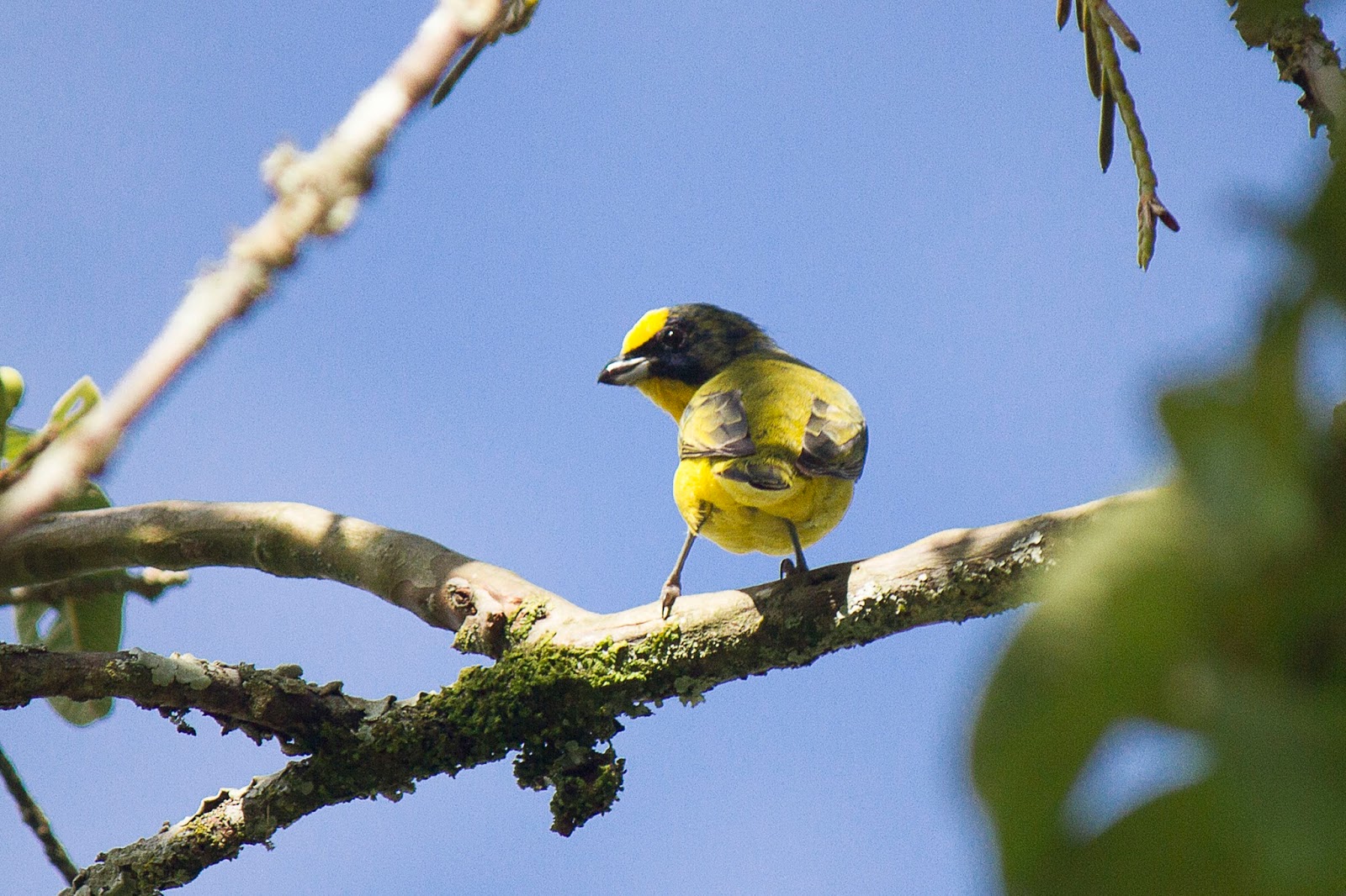 Avistamientos de Aves en Silvanìa (Cundinamarca - Colombia)