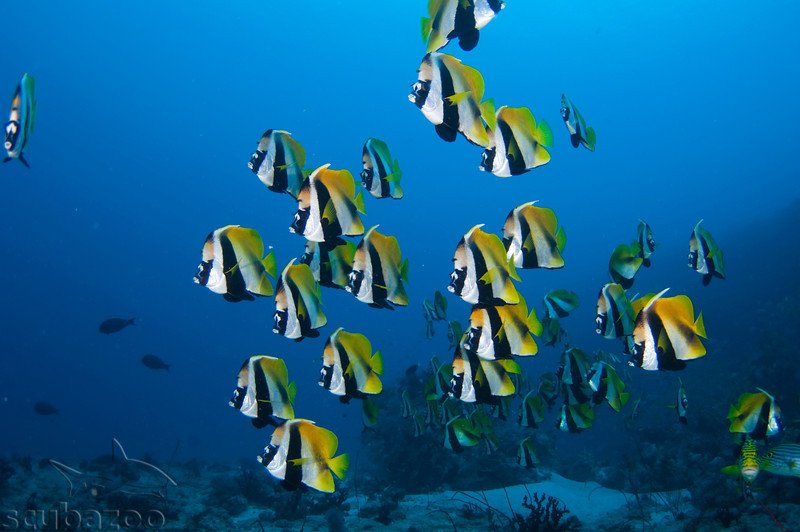 World's All Amazing Things, Pictures,Images And Wallpapers: Fish In ...