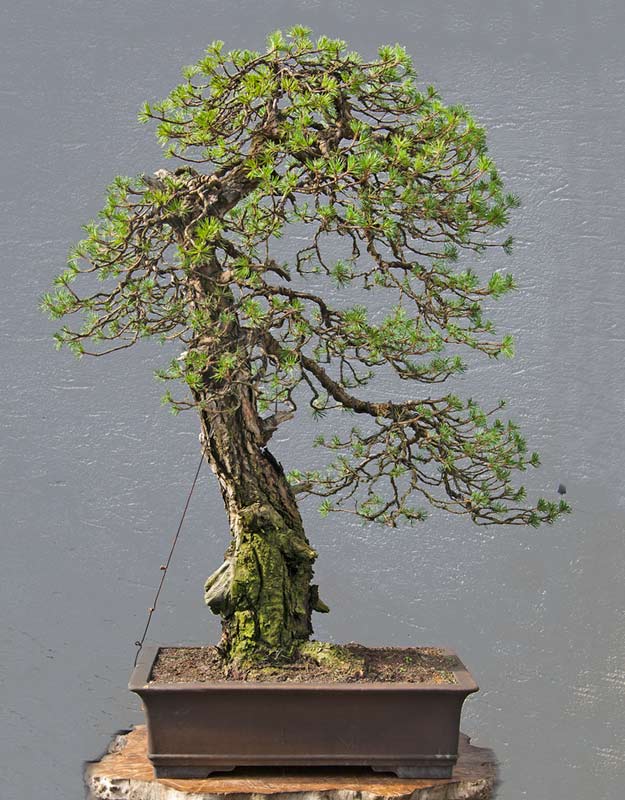 Walter Pall Bonsai Adventures: Scots pine #6