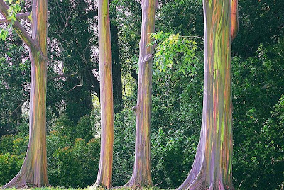 BLOG TOP BLOG: keunikan pohon pelangi (Rainbow Eucalyptus)
