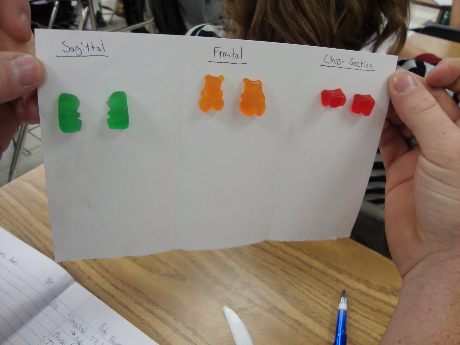 Anatomy&Physiology212: Body Planes and Sections