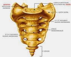 ANATOMÍA Y FISIOLOGÍA HUMANAS: SISTEMA MÚSCULO ESQUELÉTICO: El sacro y ...