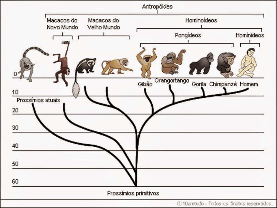 árvore Filogenética Do Ser Humano - RETOEDU