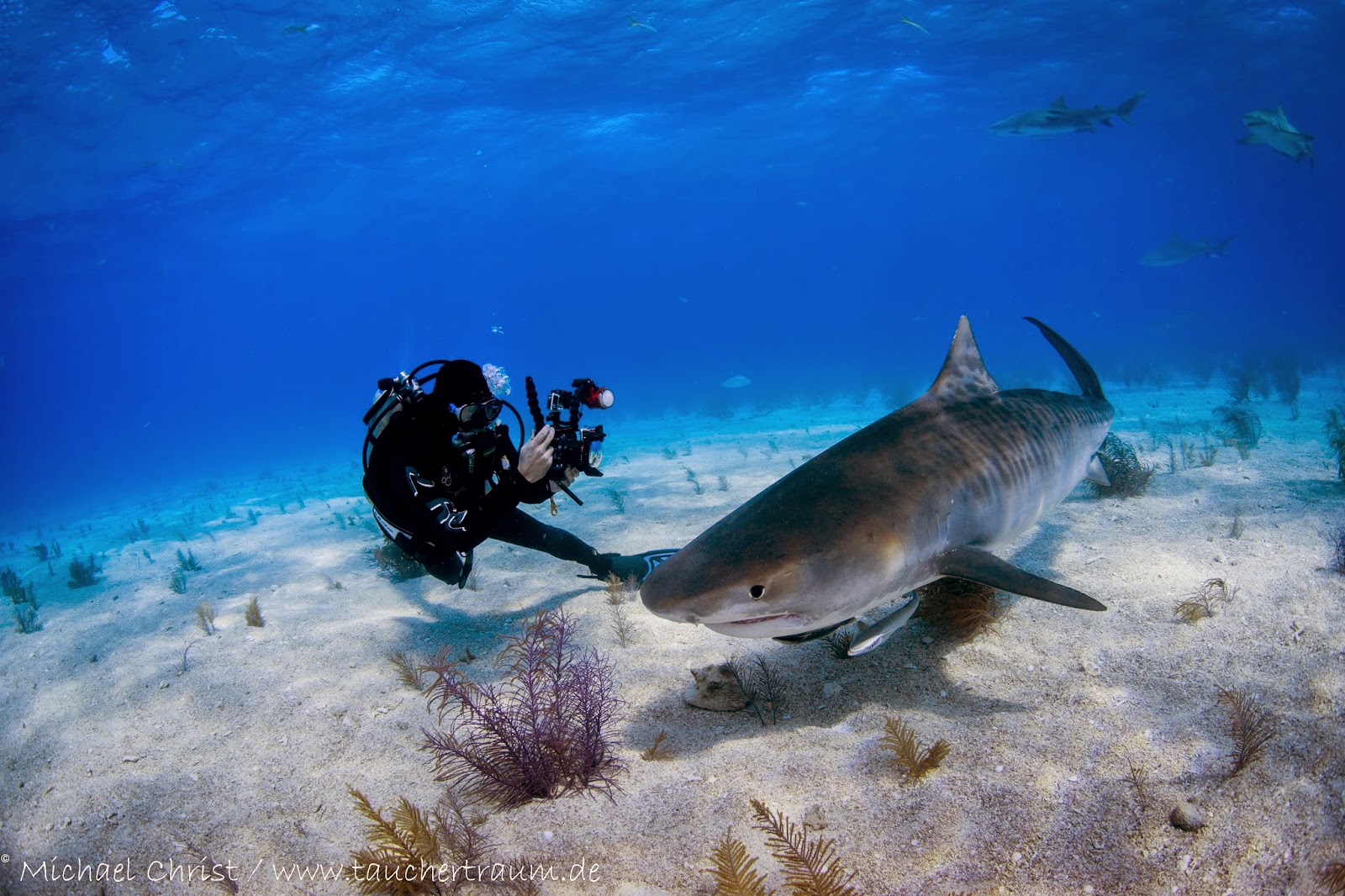 DiveCooky's Tauchblog - Be Taken To A Better World: #Reisebericht ...