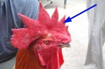 Ciri Jengger Ayam Bangkok yang Paling Dicari - Panduan Cara Main Sbobet