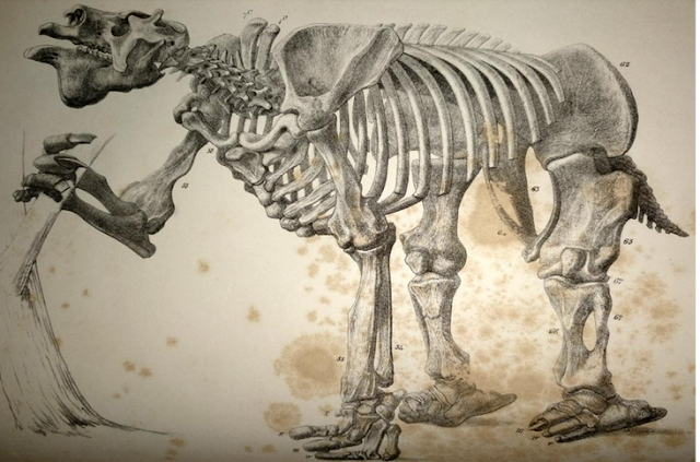 Memoir on the Megatherium - Richard Owen