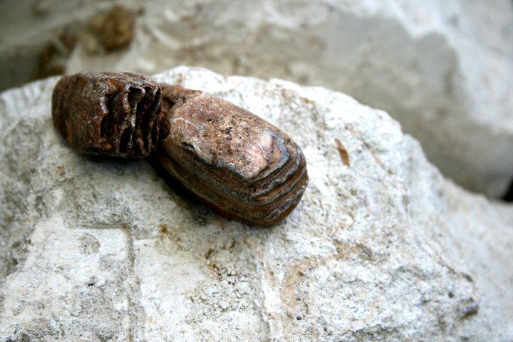 Biodiversity of Cyprus by NGO Protection of the Natural Heritage and ...