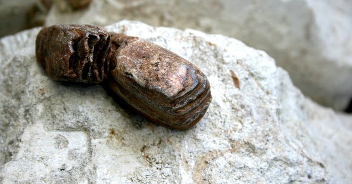 Biodiversity of Cyprus by NGO Protection of the Natural Heritage and ...