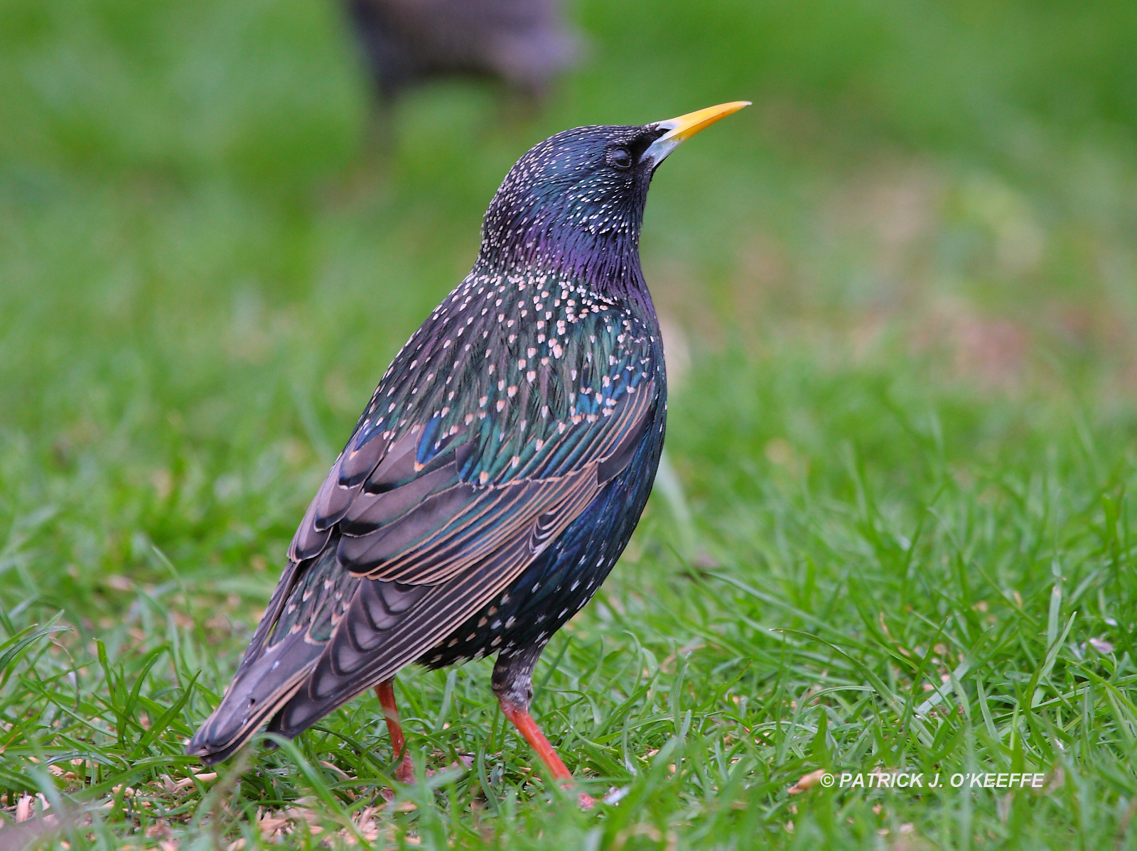 Raw Birds: EUROPEAN STARLING (Sturnus vulgaris) male, Port Oriel ...