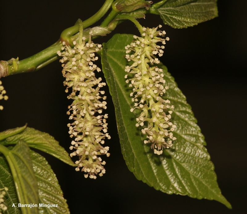 Naturaleza Viva: Morus alba L. Fam: Moraceae
