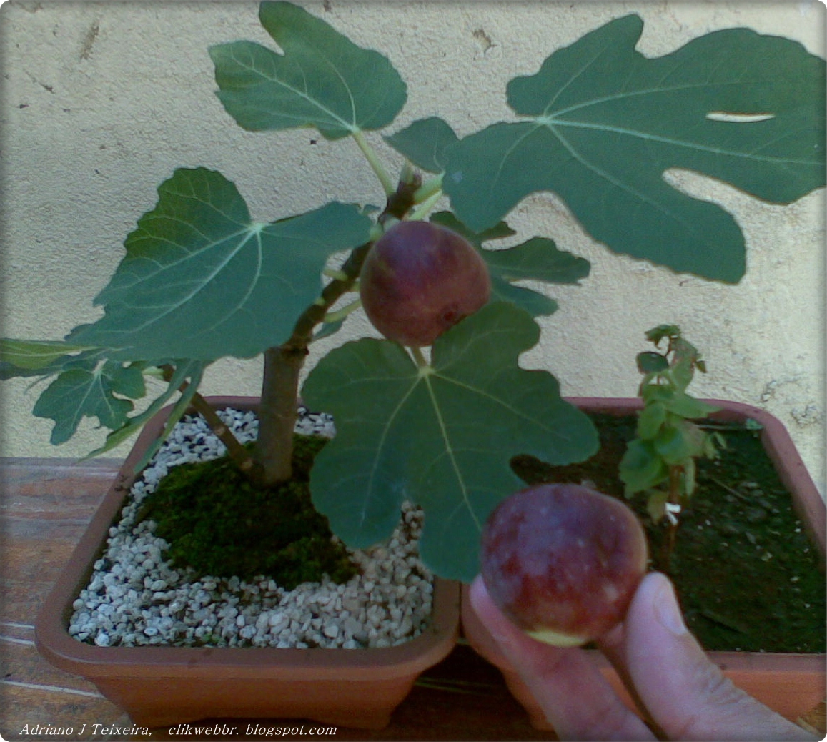 Mundo das Plantas : Bonsai de Figueira, (figo), vários meses em estado ...