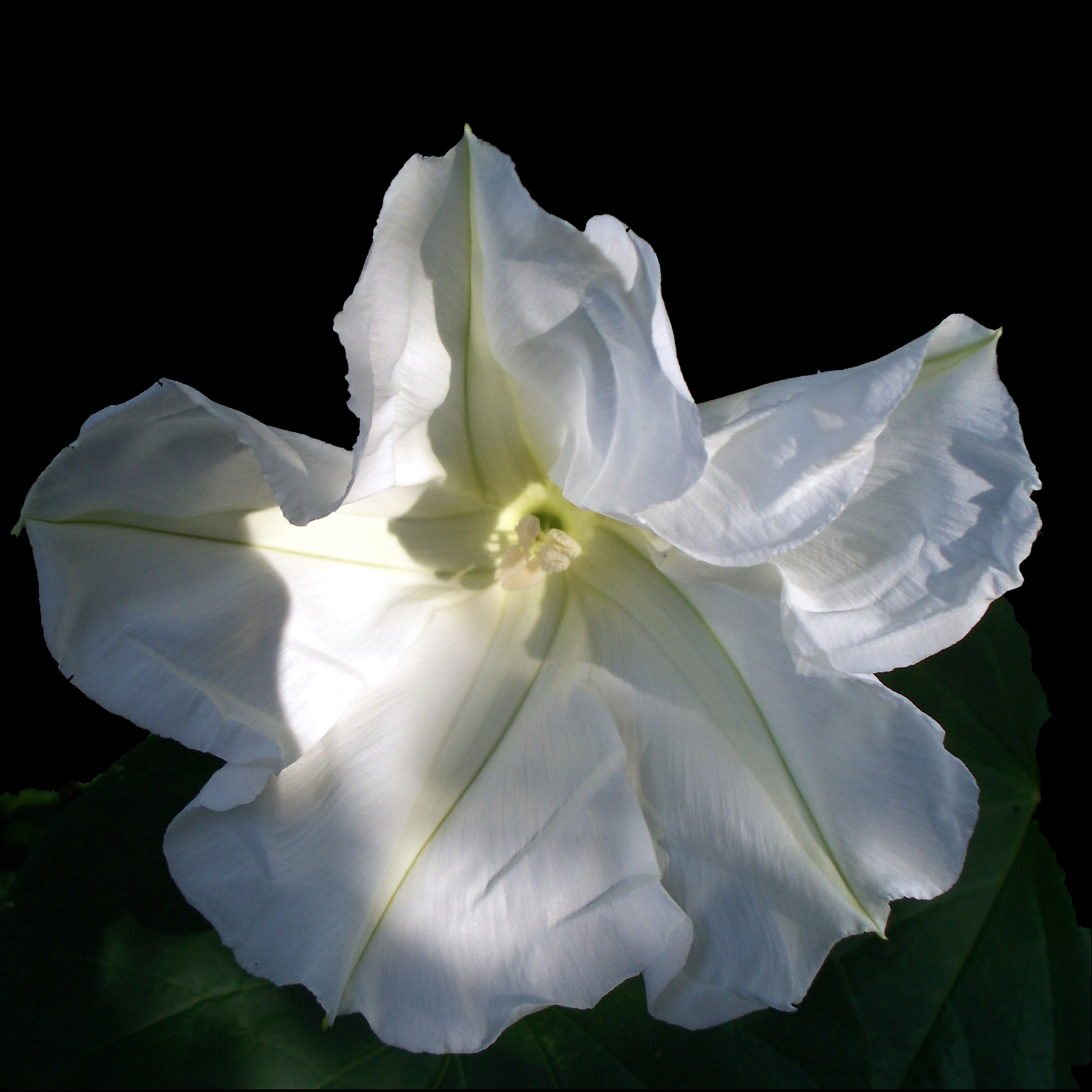 Susan Mitchell Designs: December 2012