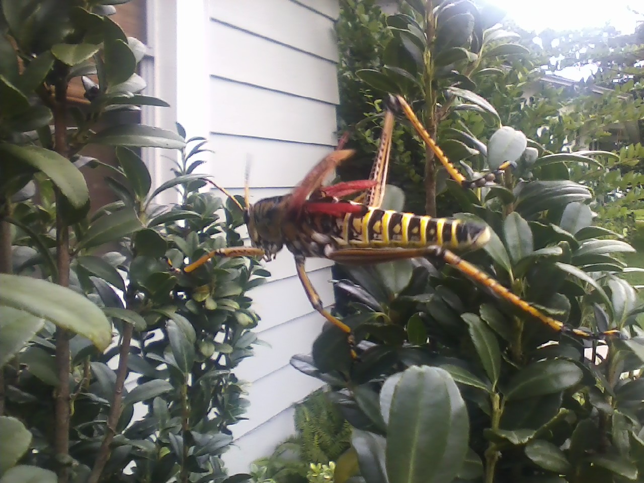 Report from the Florida Zone: Florida's Giant Grasshoppers